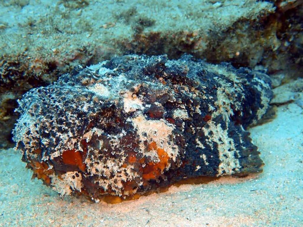 SSI Open Water Diver Course • Private 1:1 Tuition 3 Days - 6 Boat Dives ...